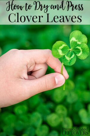 How to Dry and Press Clovers