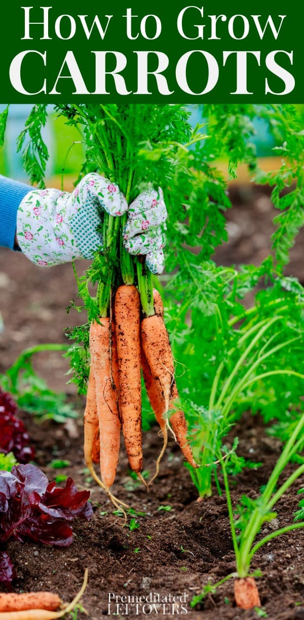 Tips for Growing Carrots in the Garden