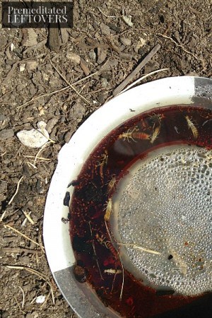 How to Make a Homemade Earwig Trap