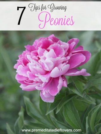 7 Tips for Growing Peonies