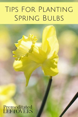 Tips for Planting Spring-Blooming Bulbs in the Fall