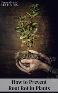 How to Prevent and Treat Root Rot in Plants and Keep Your Garden Healthy
