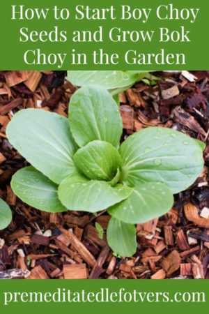 How to Grow Bok Choy: Tips on Starting, Planting, Container Gardening ...