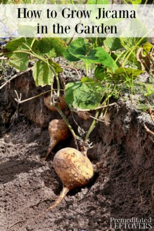 How to Grow Jicama: Tips for Planting, Caring for, and Harvesting Jicama